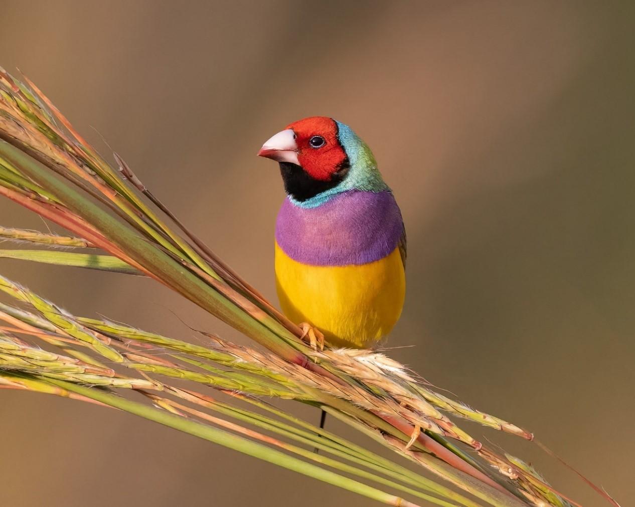 Why Lee Point Biodiversity Corridor needs protecting - Save Lee Point