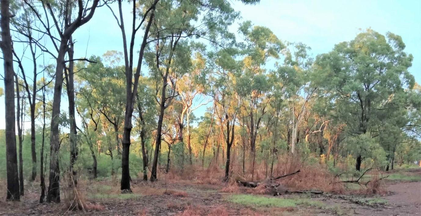Darwin’s large woodland trees - a preliminary study - Save Lee Point