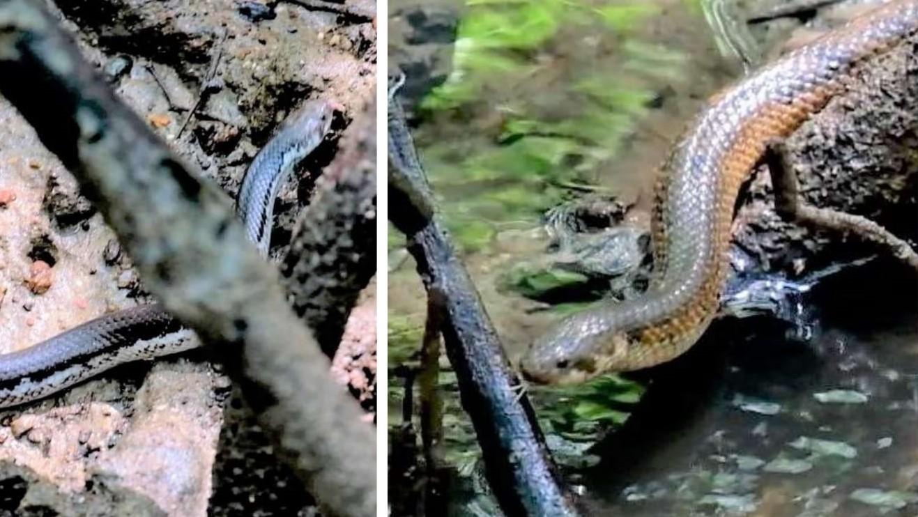 Newsletter - March 2023 - Save Lee Point