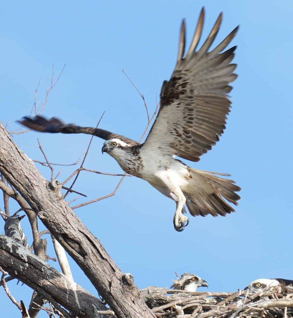 Lee Point Biodiversity Corridor - Save Lee Point